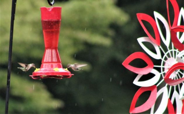 Hummingbird Duo - Twin Branch Wellness & Recovery for Women | Lancaster ...